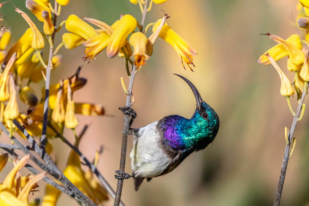 Sunbird Pictures | Download Free Images on Unsplash