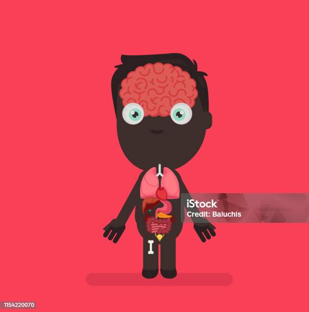 Ilustrasi Vektor Anatomi Tubuh Manusia Ilustrasi Stok Unduh Gambar