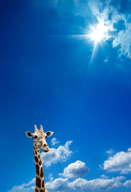 Free Stock Photo of Giraffe and Sky | Download Free Images and Free ...