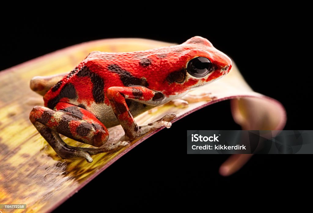 Merah Strawberry Racun Katak Dart Panama Hutan Hujan Di Pulau