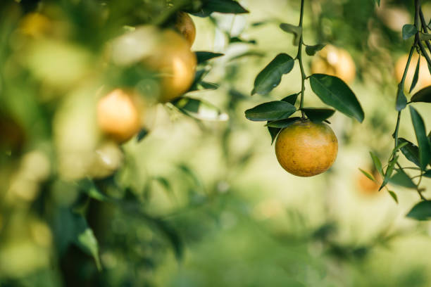 Free Stock Photo of A Bunch of Oranges Hanging on a Tree | Download ...
