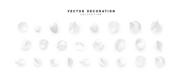 Free photos of white petals. Free images, stock photos and illustration ...