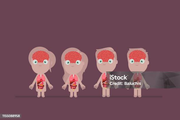 Human Body Anatomy Vector Illustration Stock Illustration Download