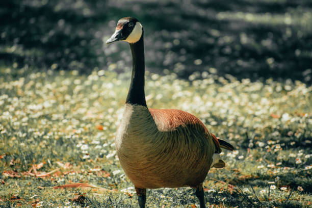 Pato Pictures | Download Free Images & Stock Photos on Unsplash