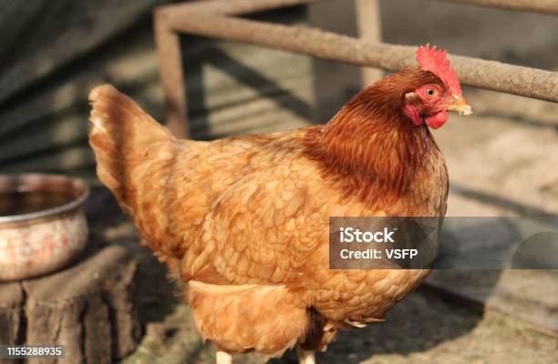 Photo Libre De Droit De Poule Brune Se Dresse Dans Les Terres Agricoles Avec Dautres Poules Se