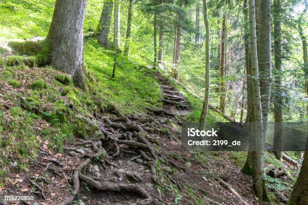 Los Paisajes Más Bellos De Los Alpes Con Una Población De Árboles Casi