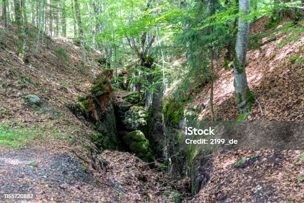 Los Paisajes Más Bellos De Los Alpes Con Una Población De Árboles Casi