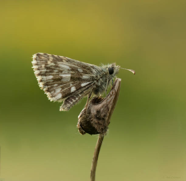 Butterfly Skipper Insect Close - Free photo on Pixabay