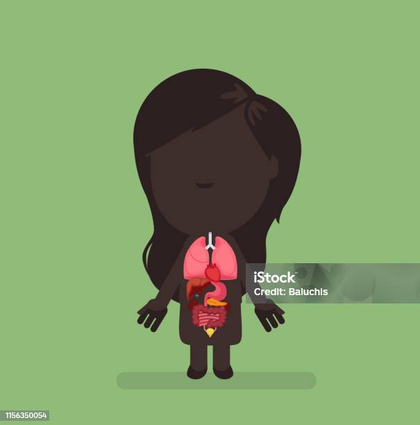 Human Body Anatomy Vector Illustration Stock Illustration Download
