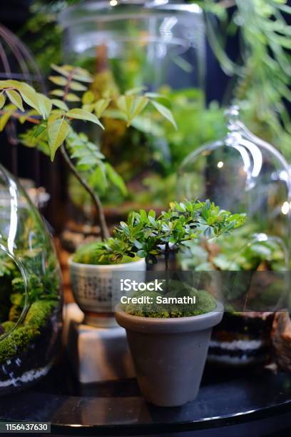 Pohon Dalam Pot Kecil Di Atas Meja Foto Stok Unduh Gambar Sekarang