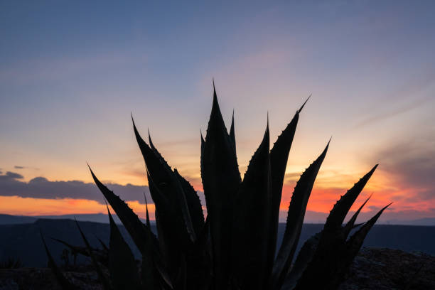Agave Field Pictures | Download Free Images on Unsplash