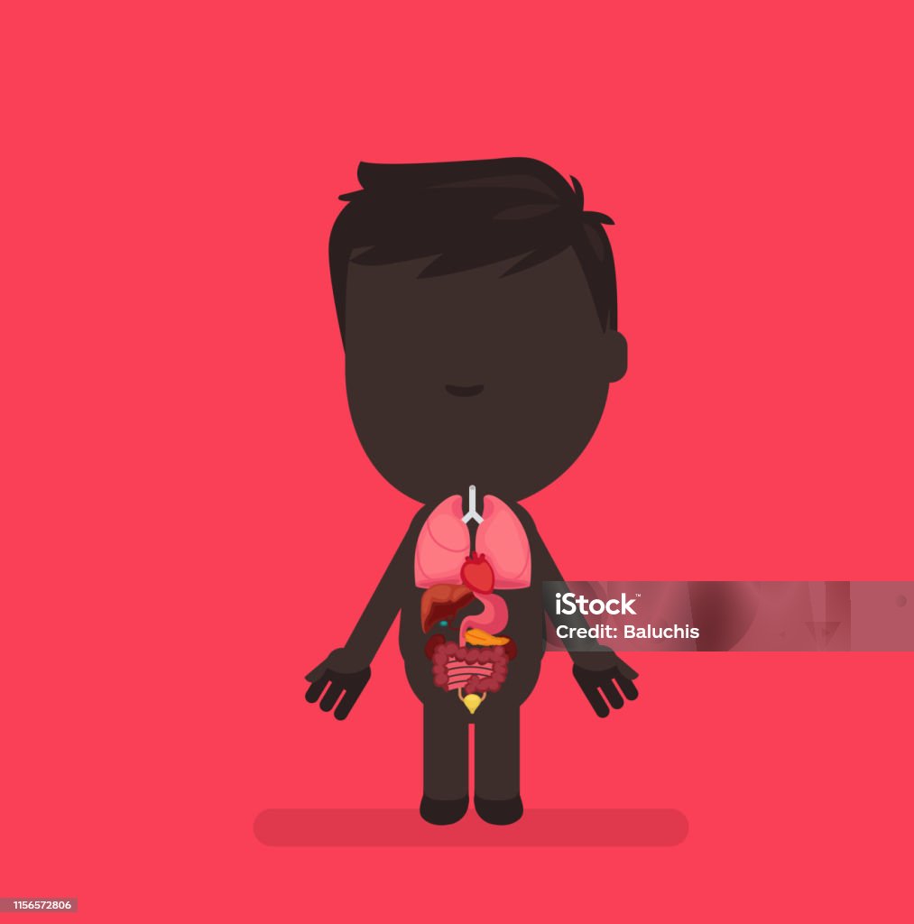 Human Body Anatomy Vector Illustration Stock Illustration Download
