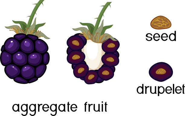 30+ Aggregate Fruit Illustrations, Royalty-Free Vector Graphics & Clip ... 30+ Aggregate Fruit Illustrations, Royalty-Free Vector Graphics & Clip ...