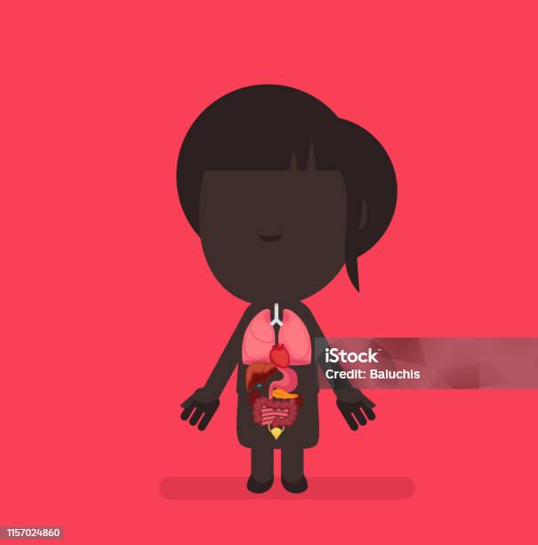 Ilustrasi Vektor Anatomi Tubuh Manusia Ilustrasi Stok Unduh Gambar