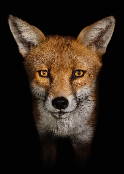 Fox Face Pictures | Download Free Images on Unsplash