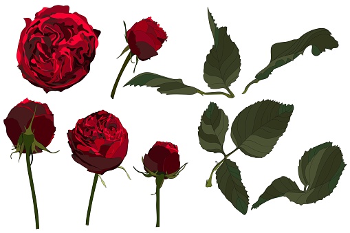 Vintage Flowers Set Isolated On White Background Wedding Flowers Bundle