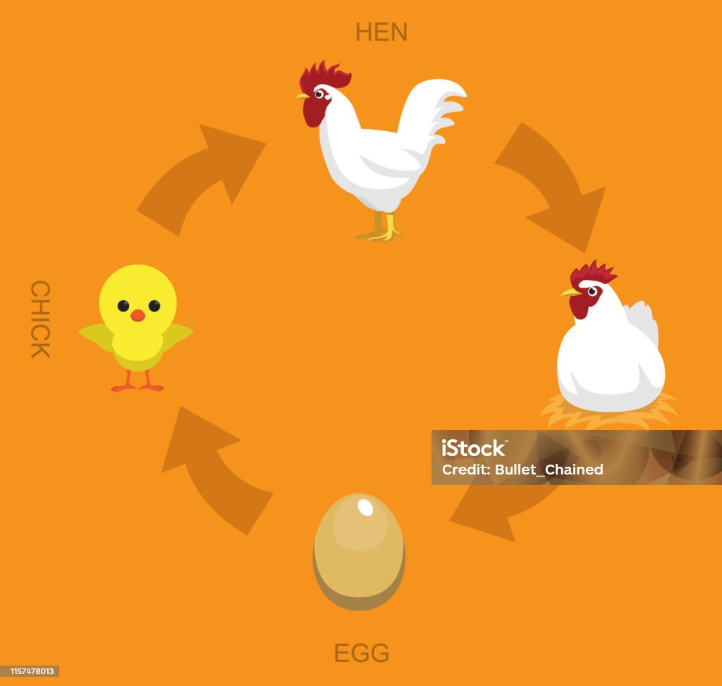Chicken Life Cycle Vector Illustration Background Stock Illustration