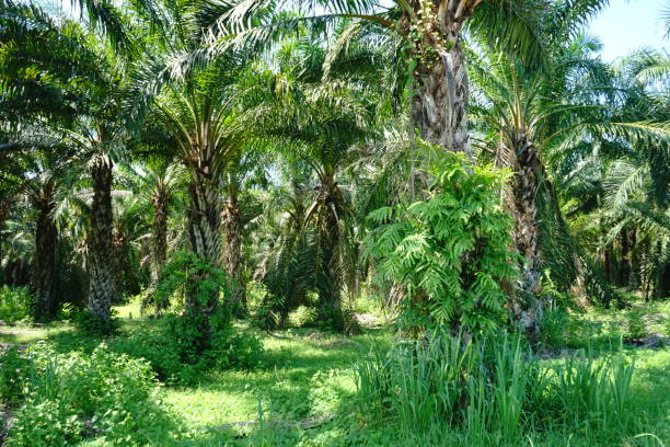 Palm Forest Pictures | Download Free Images on Unsplash