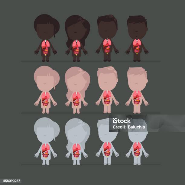 Ilustrasi Vektor Anatomi Tubuh Manusia Ilustrasi Stok Unduh Gambar