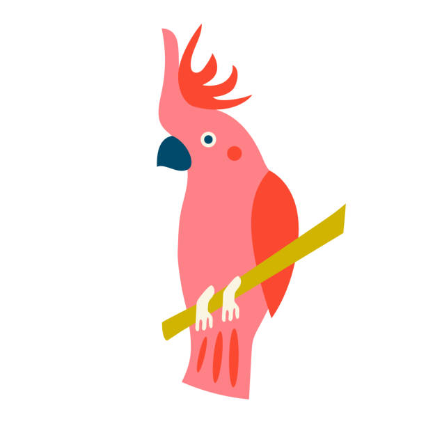 3900 Cockatoo Stock Illustrations Royalty Free Vector Graphics