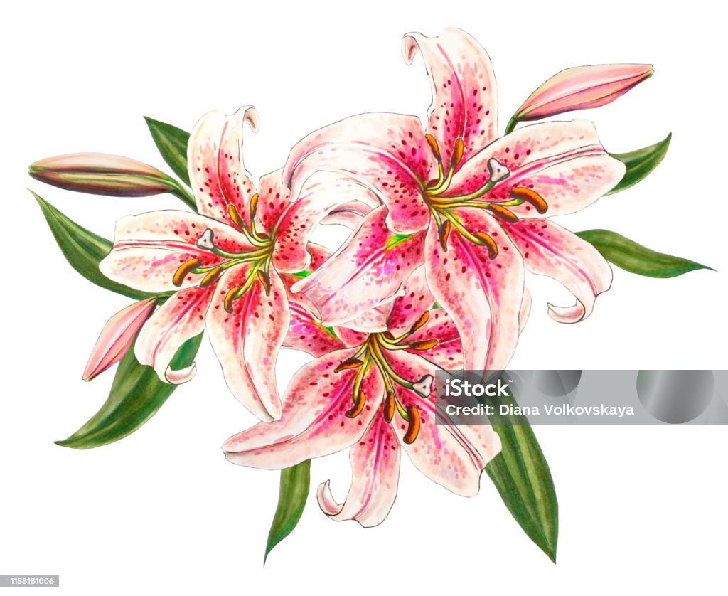 Bunga Lily Merah Muda Yang Indah Buket Bunga Cetak Bunga Gambar Penanda