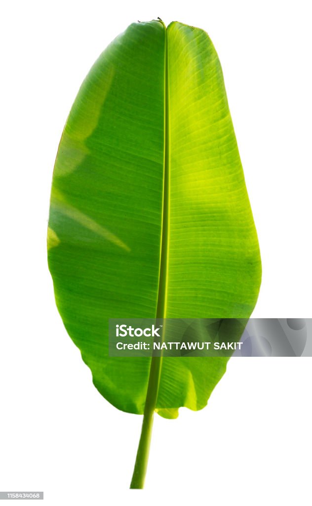 Daun Pisang Terisolasi Di Latar Belakang Putih Foto Stok Unduh Gambar
