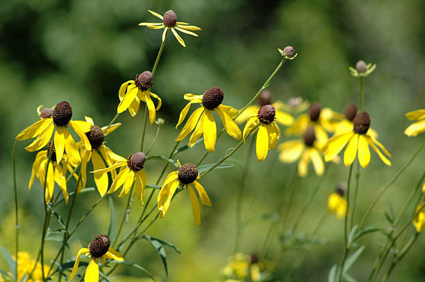 Free picture: gray, coneflower, plant, ratibida, pinnata
