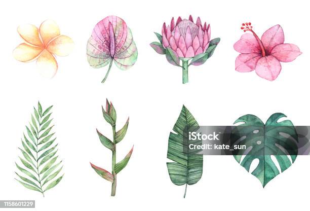 Illustrations Daquarelle Feuilles De Palmier Vertes Et Fleurs