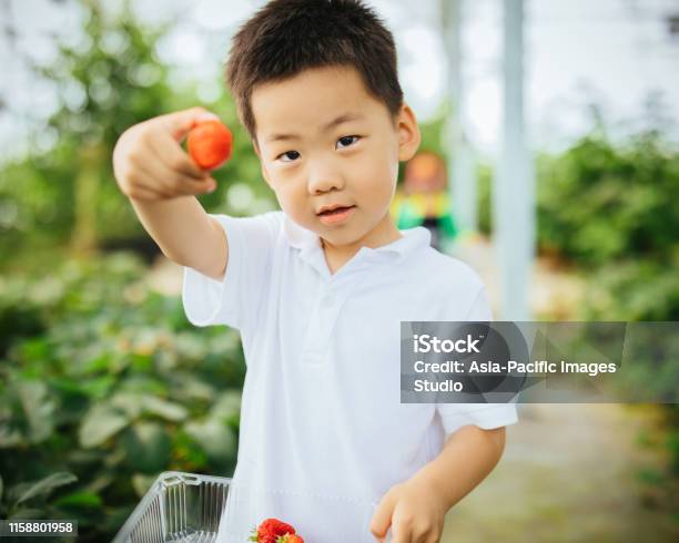 Anak Kecil Cina Memanen Sayuran Segar Foto Stok - Unduh Gambar Sekarang ... Anak Kecil Cina Memanen Sayuran Segar Foto Stok - Unduh Gambar Sekarang ...