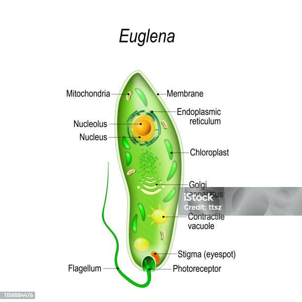 Anatomie Von Euglena Stock Vektor Art Und Mehr Bilder Von Euglena