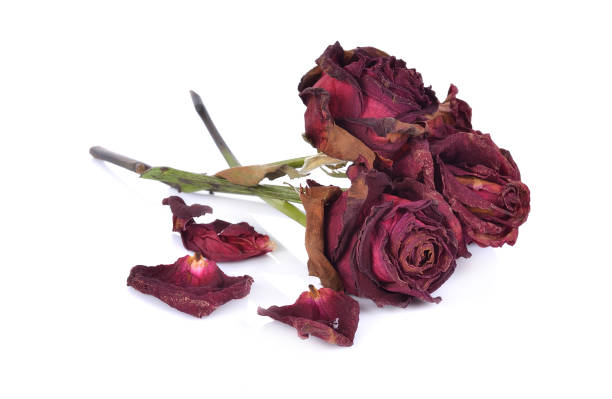 30k+ Dying Rose Pictures | Download Free Images on Unsplash
