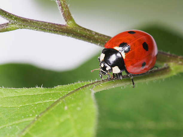 Free picture: ladybug, insect, green leaves, close