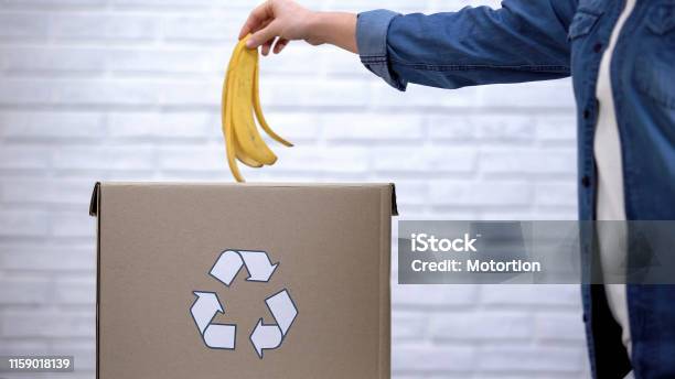 Orang Membuang Kulit Pisang Ke Tempat Sampah Pemilahan Sampah Organik