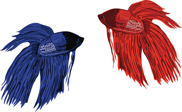 Download Betta, Siamese Fighting Fish, Fish. Royalty-Free Stock ...