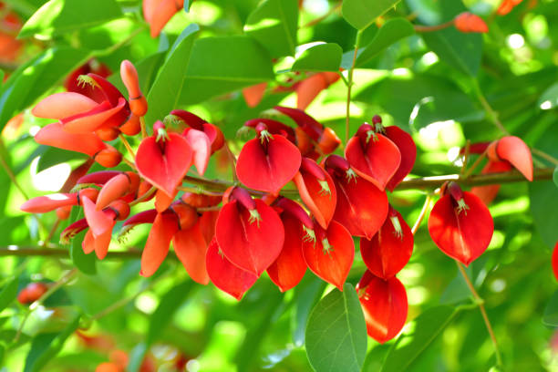 330 Fleur Darbre Corail Photos Taleaux Et Images Libre De Droits Istock