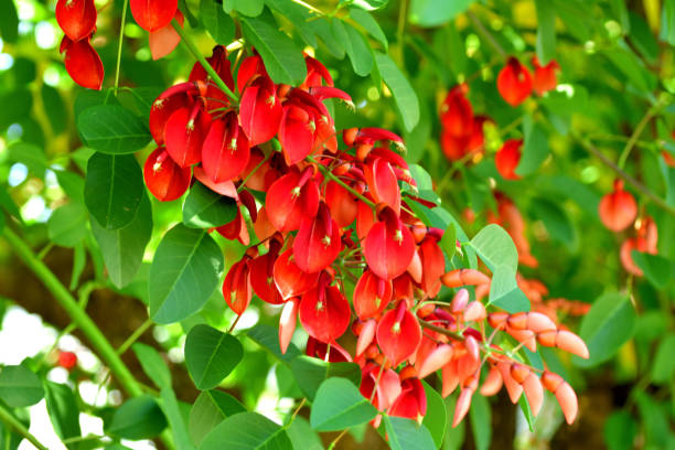330 Fleur Darbre Corail Photos Taleaux Et Images Libre De Droits Istock