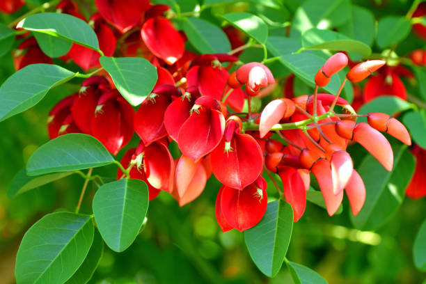 330 Fleur Darbre Corail Photos Taleaux Et Images Libre De Droits Istock