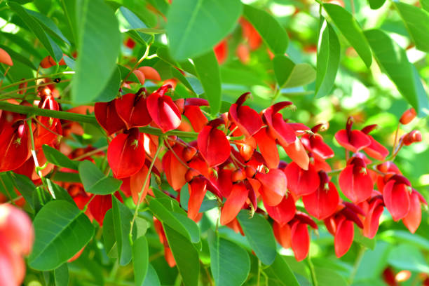 330 Fleur Darbre Corail Photos Taleaux Et Images Libre De Droits Istock