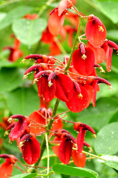320 Fleur Darbre Corail Photos Taleaux Et Images Libre De Droits Istock