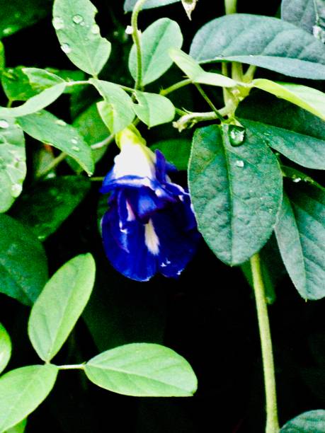 Butterfly Pea Pictures | Download Free Images on Unsplash