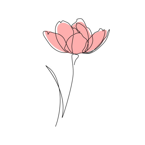 30800 Bunga Poppy Ilustrasi Grafik Vektor And Clip Art Bebas Royalti