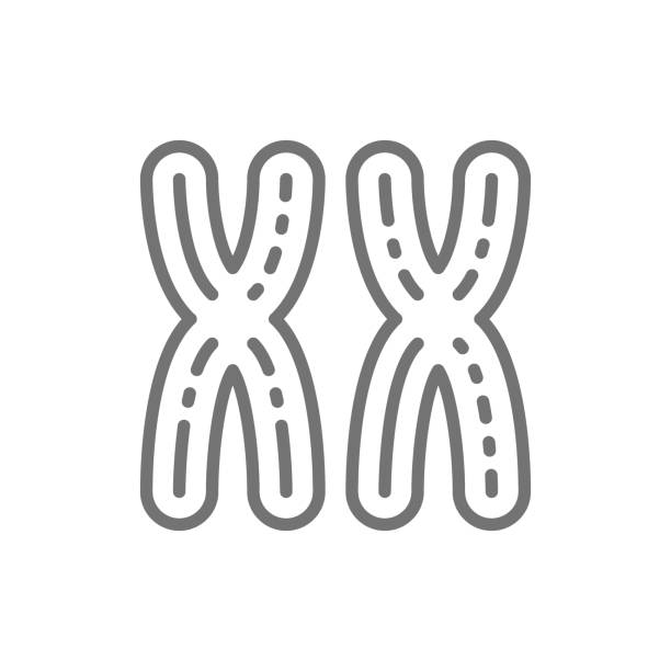 10 000 Chromosome Icon Stock Illustrations Royalty Free Vector