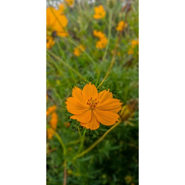 Cocard Flower Nature - Free photo on Pixabay