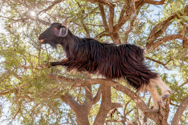 Free picture: animals, goat, tree, eating, branches, farmland ...