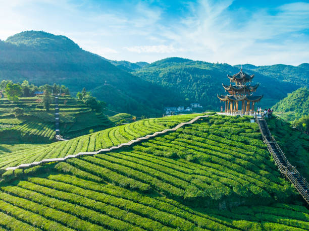 Tea Plantation In China – Free Stock Photo