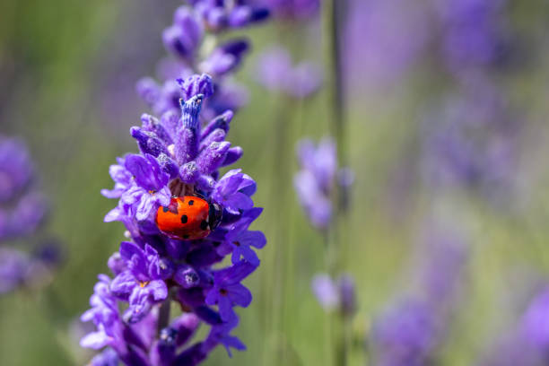 Ladybug Lavender Insect - Free photo on Pixabay