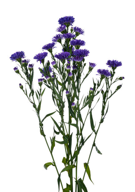 Wild Aster Fine Jet Fleabane - Free photo on Pixabay