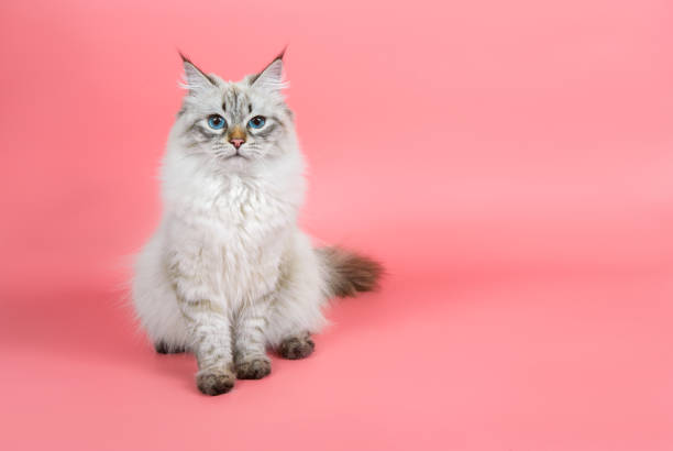 Pink Cat Pictures | Download Free Images on Unsplash