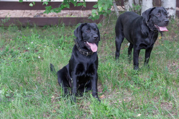Free picture: black, collar, hunting dog, purebred, teeth, pet ...