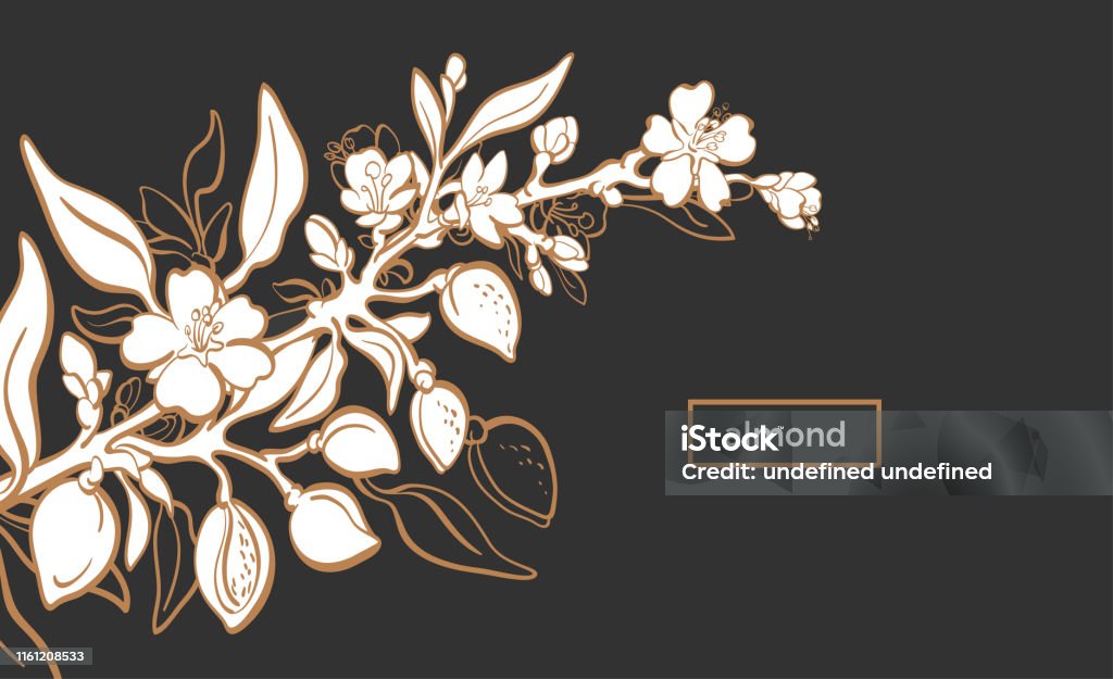 Almond Template Vector Natural Nut Organic Milk Oil Stock Illustration